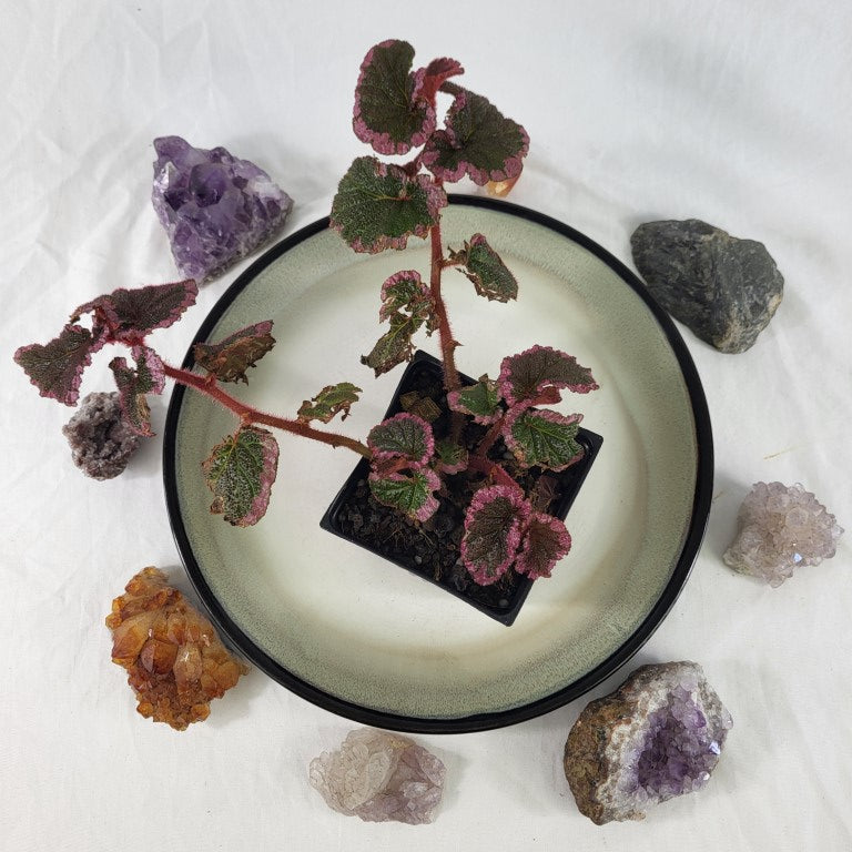 Begonia U012, Exact Plant – Canopy Gems