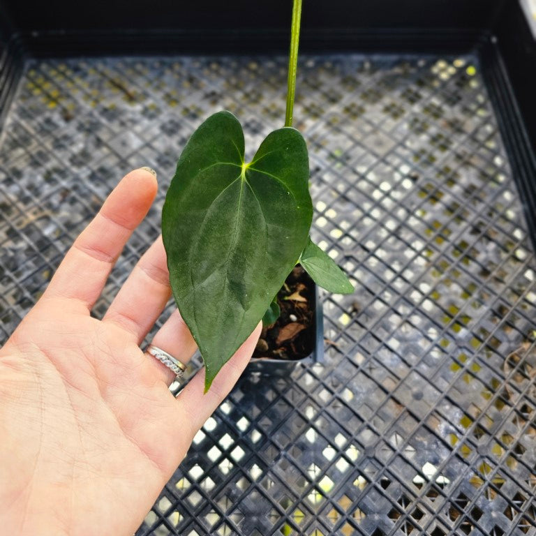 Anthurium Papillilaminum Fort Sherman X ( FS X Ralph Lynam), Ships Nat ...